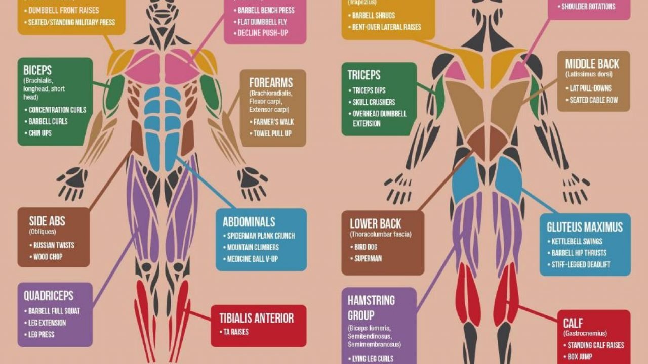 What Are The Main Muscle Groups To Workout Kayaworkout co
